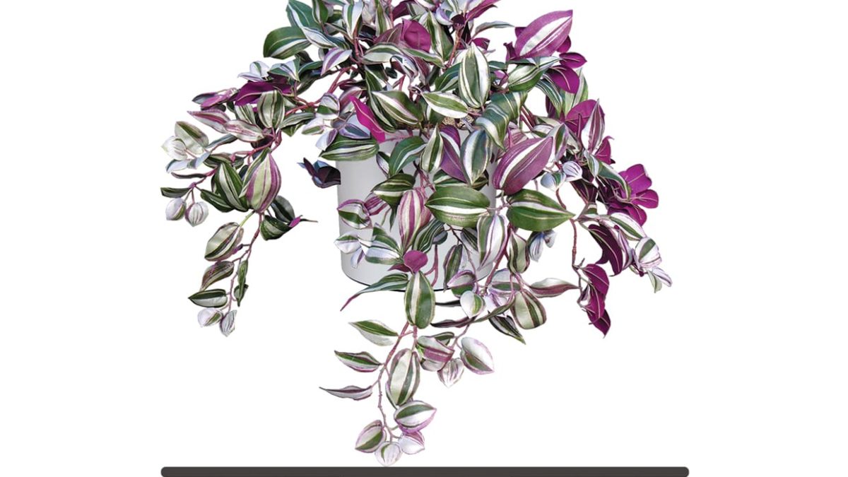 Hanging Wandering Jew Plant