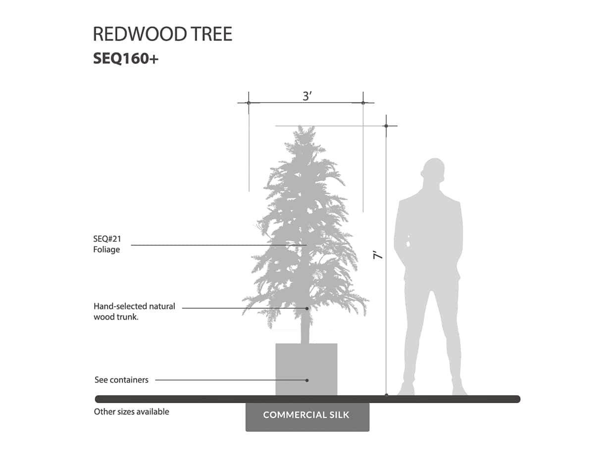 Redwood Tree Diagram