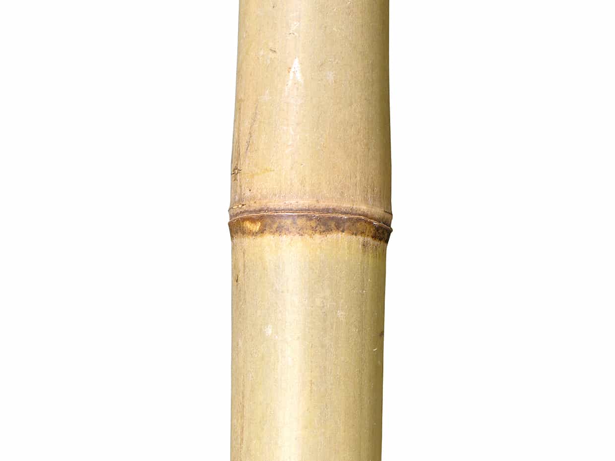 Single Bamboo Texture