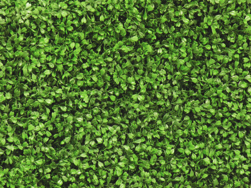 Boxwood Topiary Animals